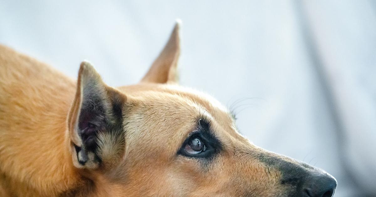 Hausse de 30% des atteintes envers les animaux domestiques entre 2016 ...