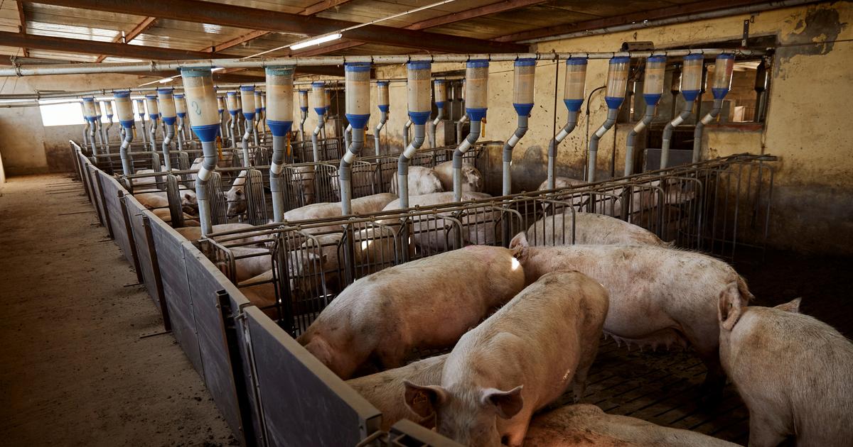 Bretagne : la ferme aux 12.000 cochons validée par le préfet