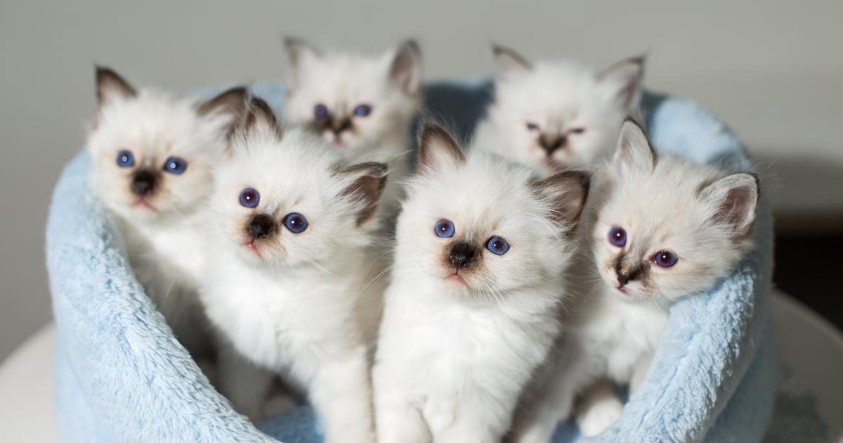 Chats : découvrez toutes les races