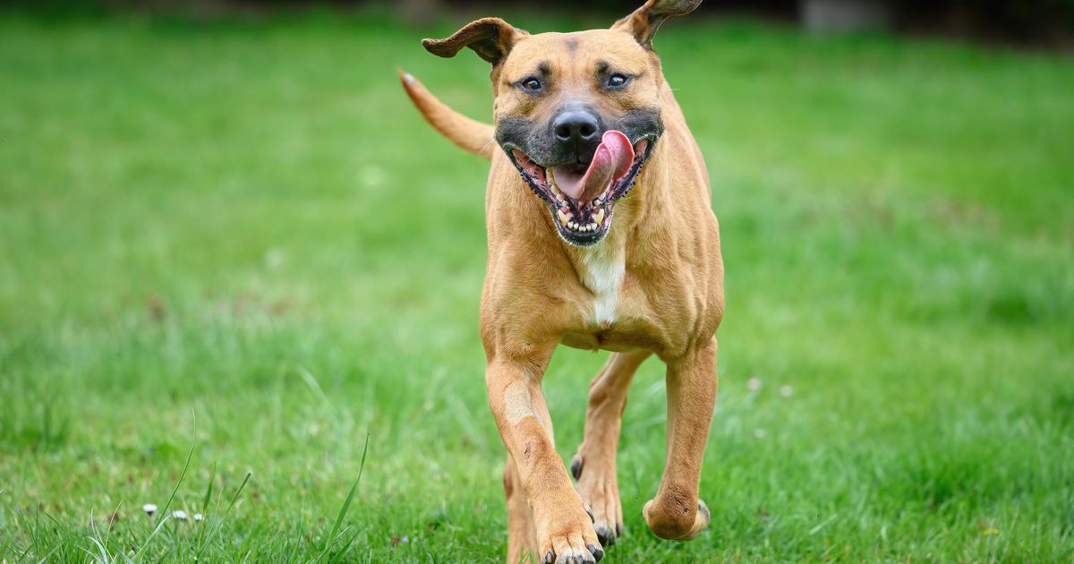 Noms De Chien 20 Id es En U Pour 2023 noms-de-chien-20-id-es-en-u-pour-2023