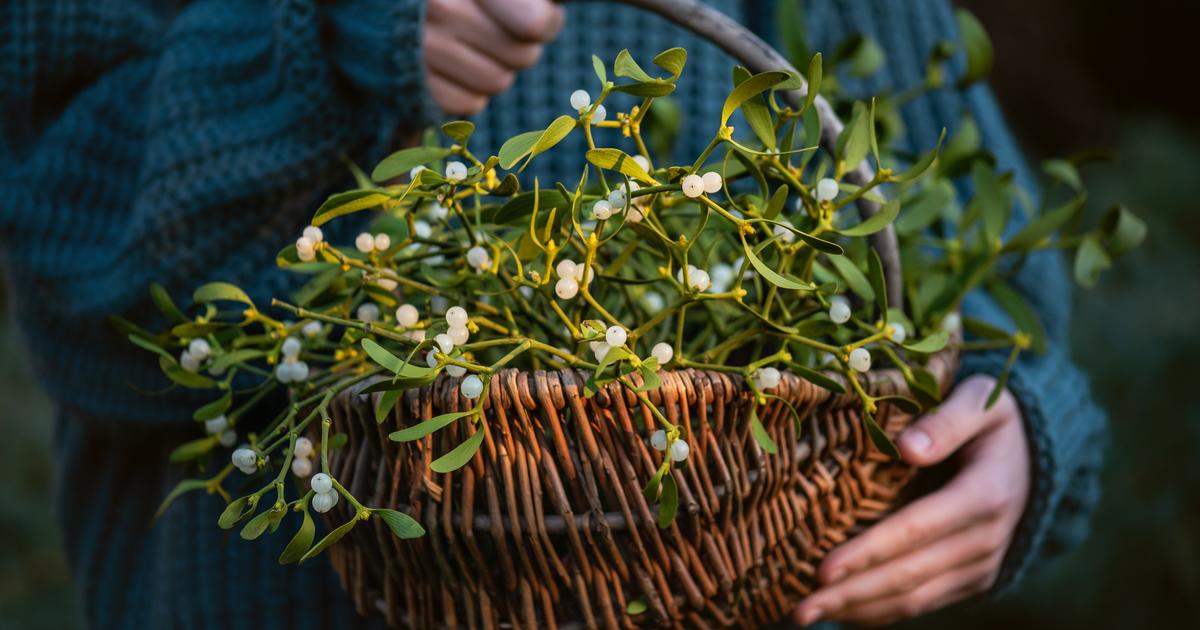 Le gui : d'où vient cette tradition du Nouvel An