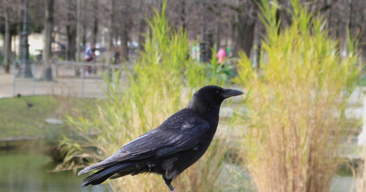 Le corbeau: habitation, alimentation, vol