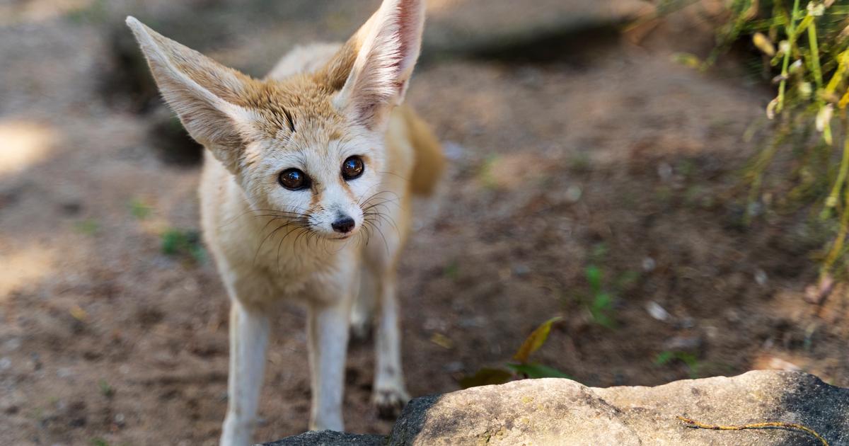 Le fennec : habitat, alimentation, reproduction
