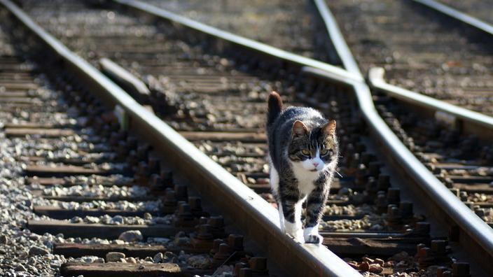 Paris : un chat écrasé par un TGV en gare Montparnasse sous les yeux de ...