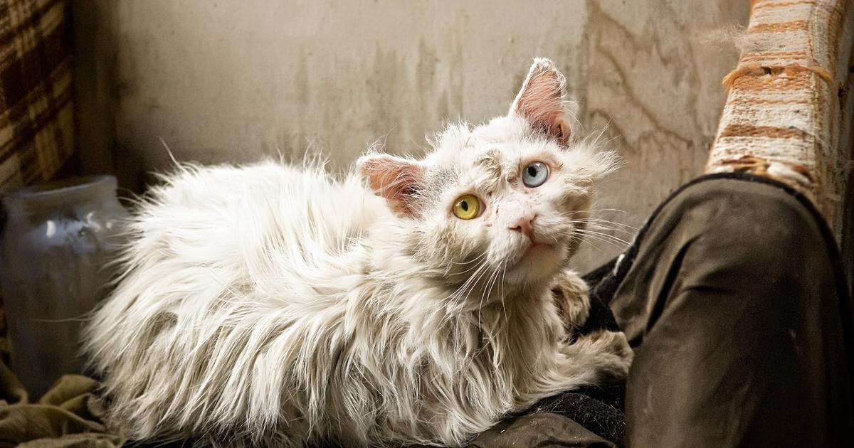 Qu'est-ce qu'un chat haret