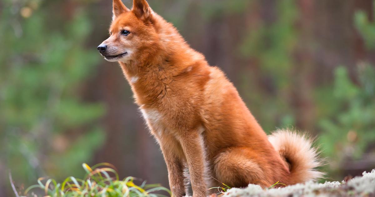 Découvrez 5 races de chiens roux
