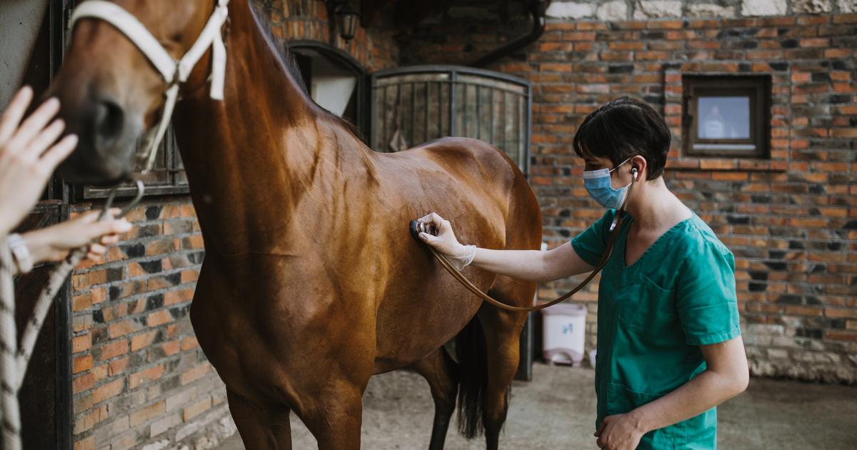 Quelles sont les principales maladies des chevaux