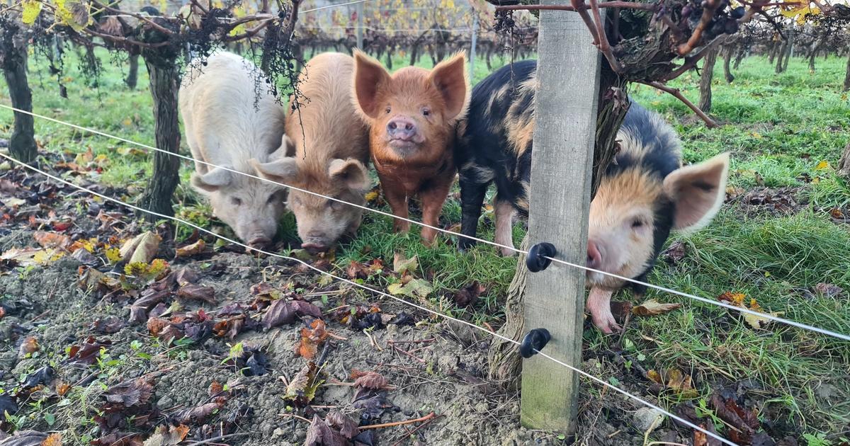 Quand des cochons nains remplacent les herbicides dans les vignes