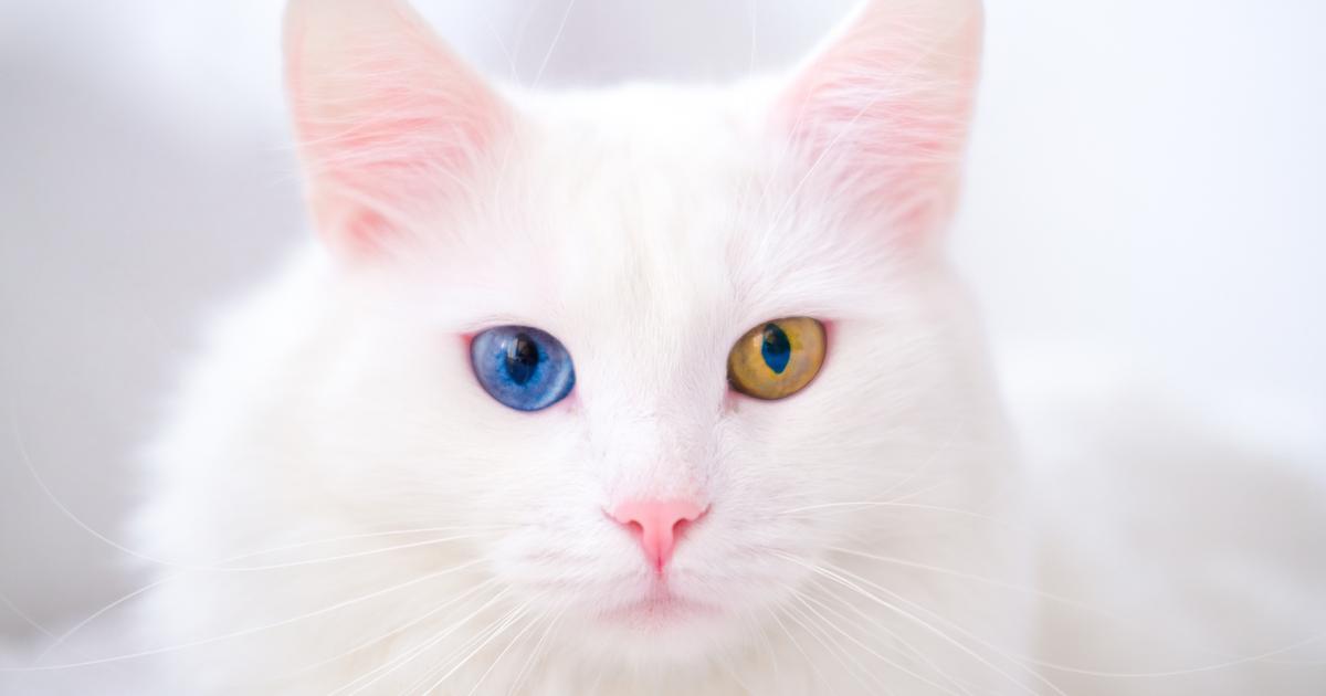 Découvrez 5 races de chats blancs