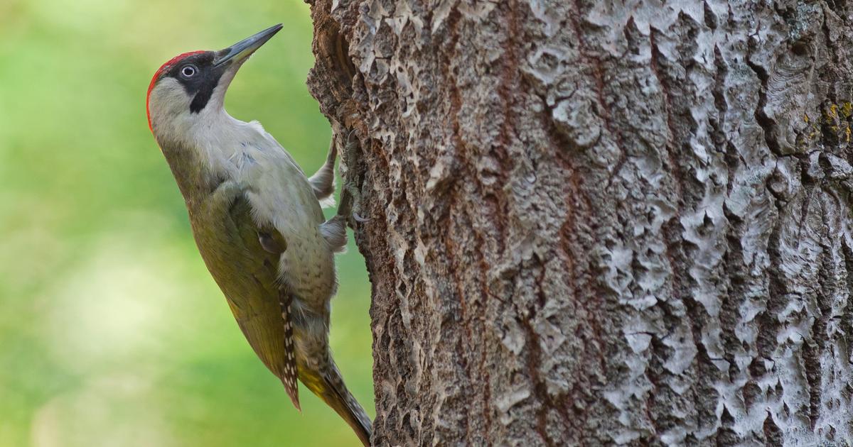 Le pivert ou pic-vert : un oiseau coloré au bruit bien particulier