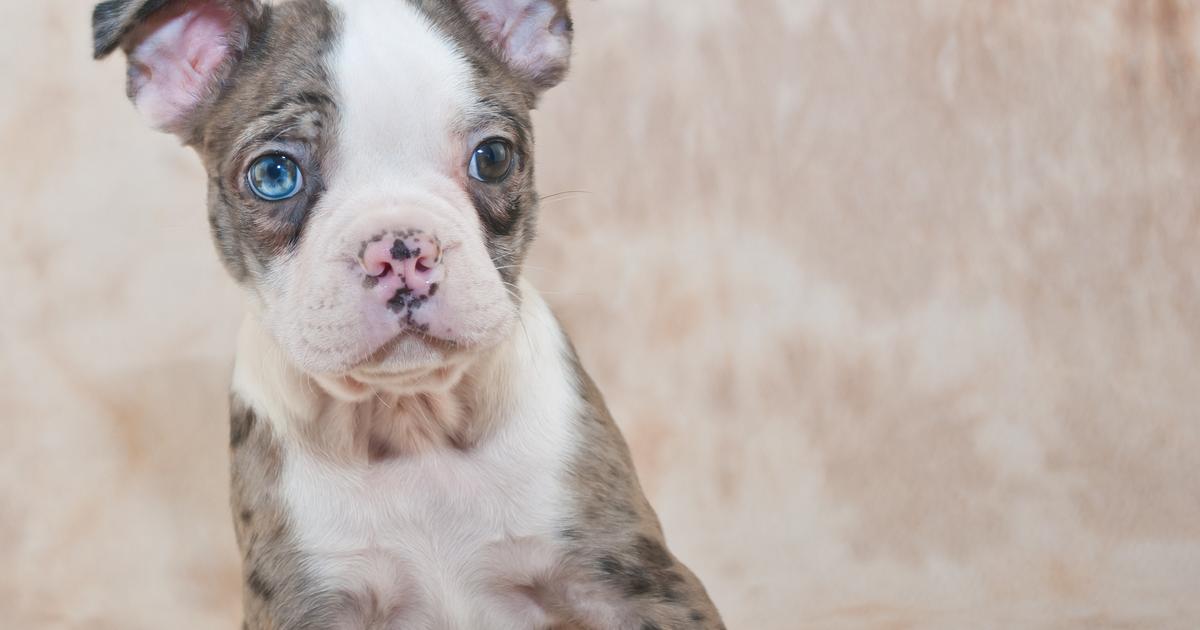 Chien double merle : qu'est-ce que cela signifie