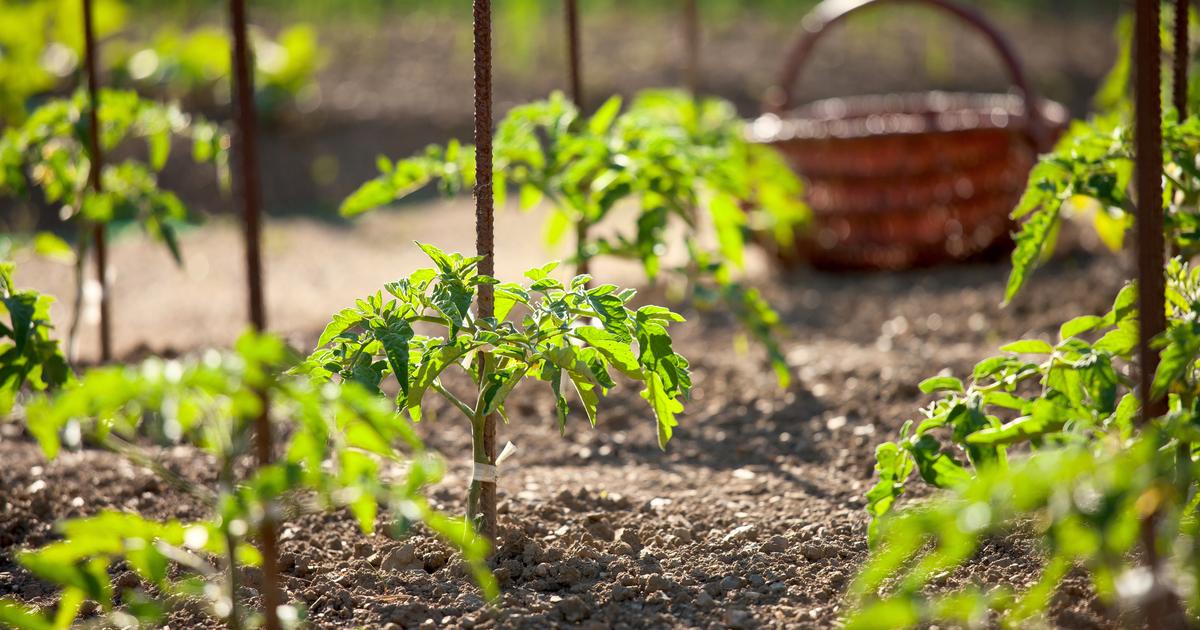 Comment fabriquer un tuteur pour ses plantes