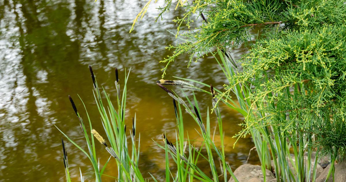 7 plantes pour aménager les abords d'un bassin