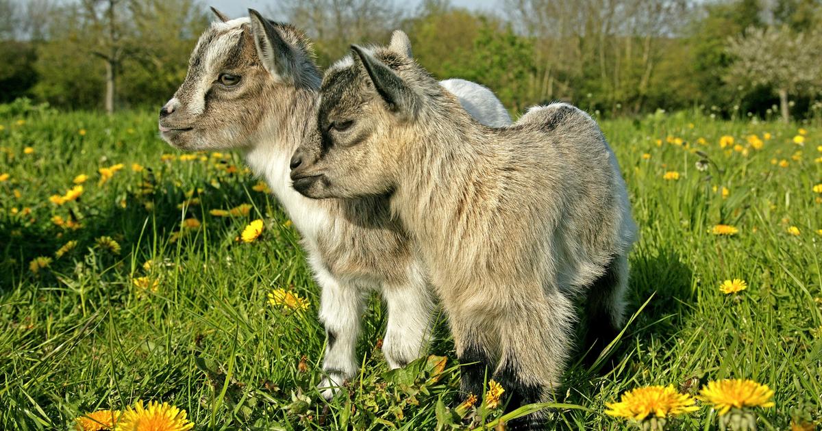 Comment élever une chèvre naine