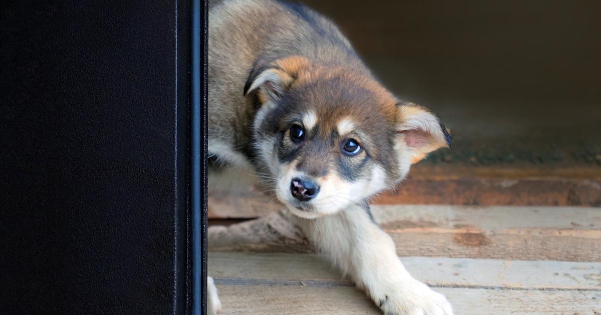 De quoi les chiens ont-ils peur