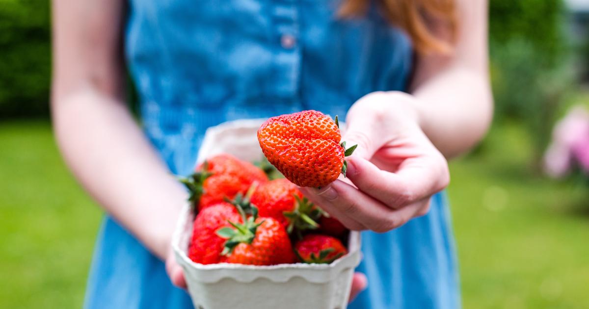 Fraises : quelles variétés choisir