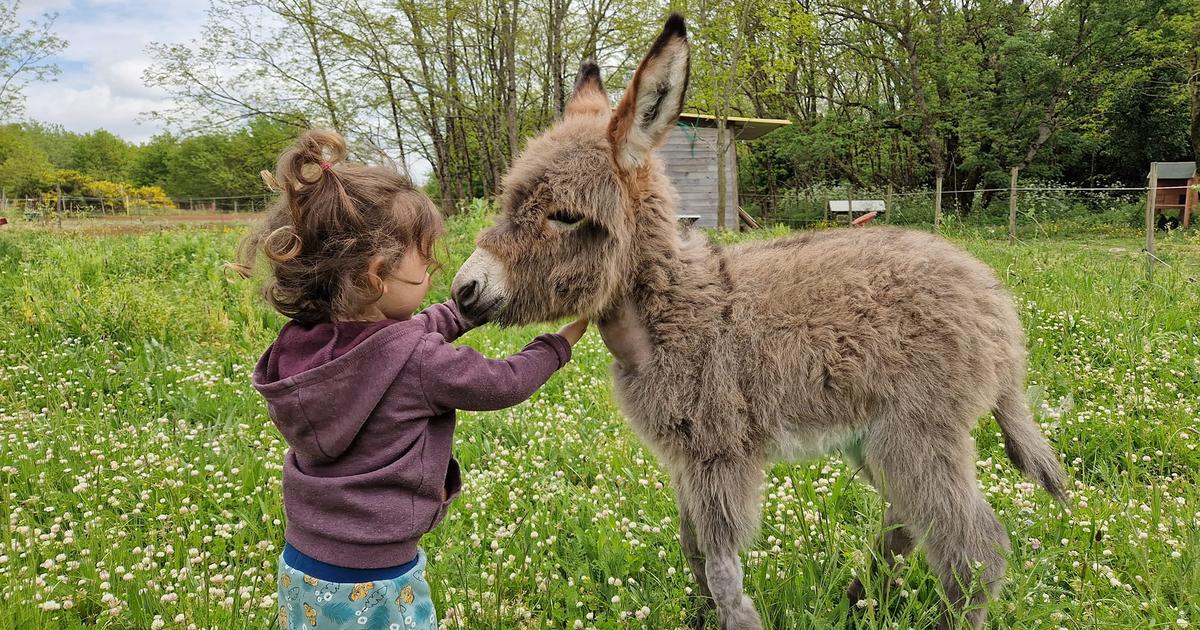 Gironde : le SOS d'une éleveuse pour sauver un petit âne gris en détresse