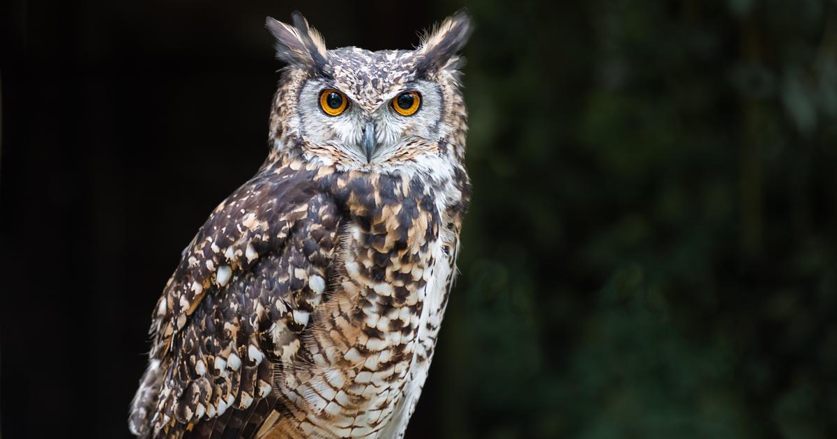 5 espèces de rapaces qu'on peut apercevoir en France