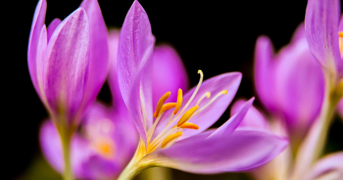 Quand et comment planter des colchiques