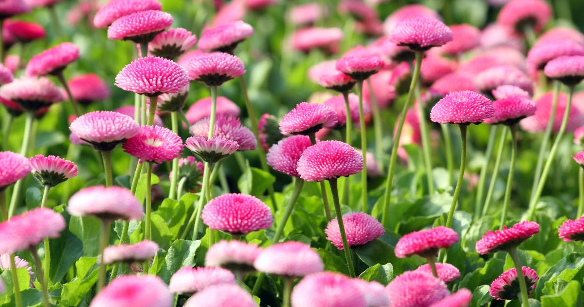 4 round flowers to plant in the garden to make pretty bouquets - The ...