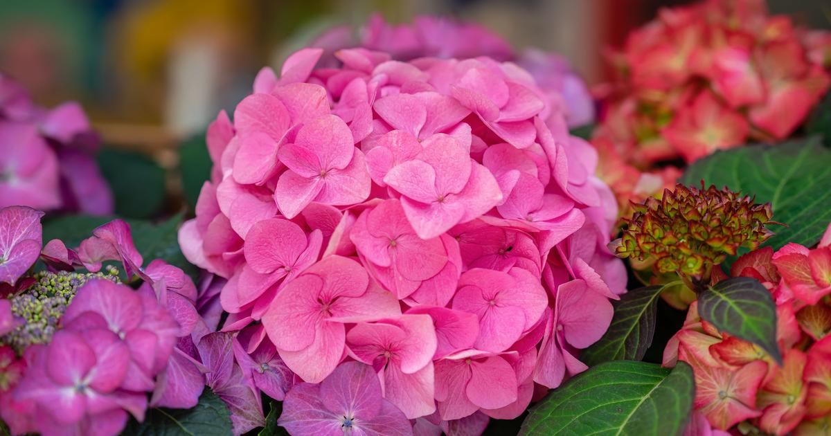 4 fleurs rondes à planter au jardin pour faire de jolis bouquets