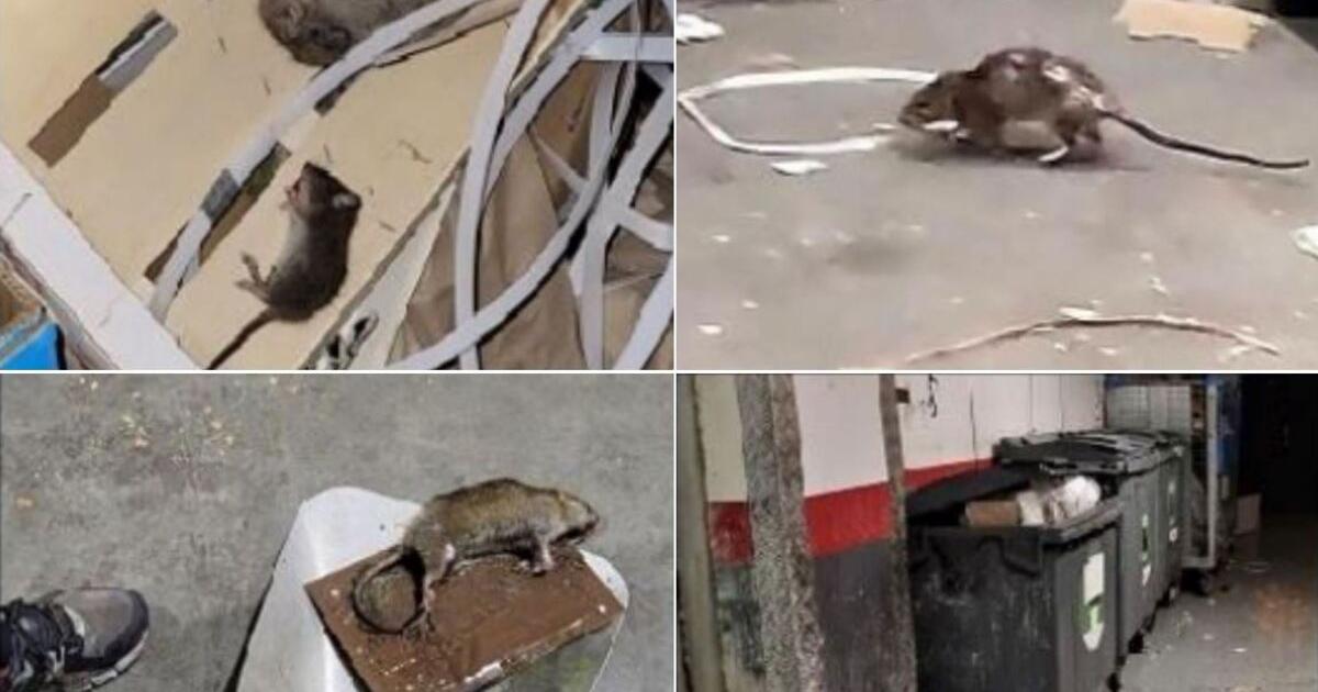 Lyon : alerte sur la prolifération de rats dans le centre commercial de ...
