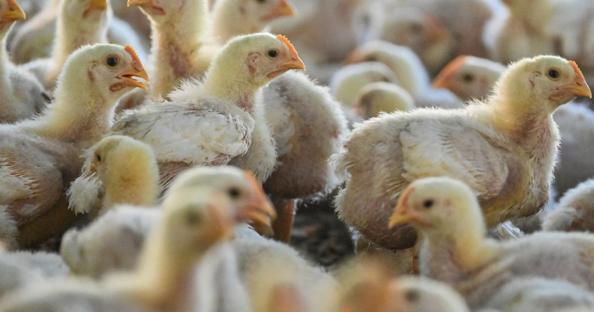 Grippe aviaire: l'OMS craint que le virus ne s'adapte «plus facilement ...