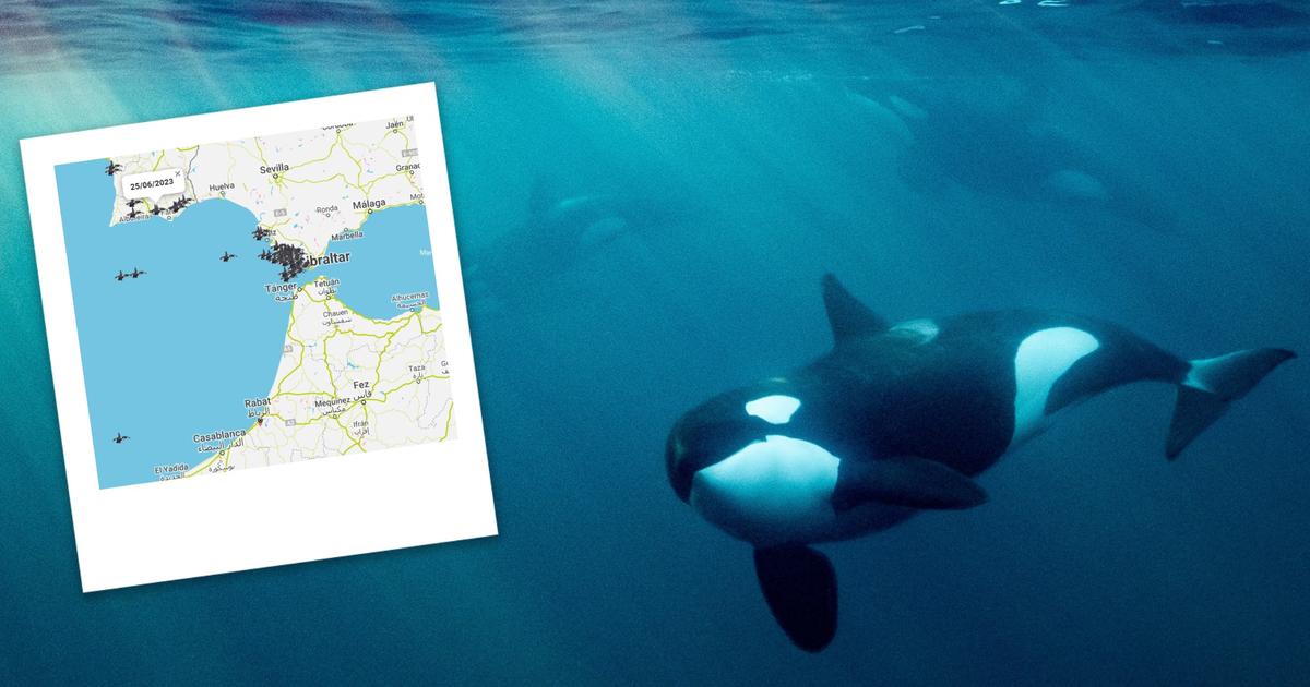 Pourquoi les orques attaquent-elles de plus en plus les bateaux, même ...