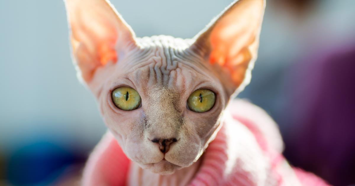 5 races de chats aux grandes oreilles