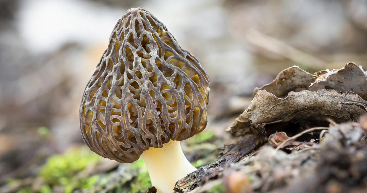 La morille : comment la reconnaître et la trouver