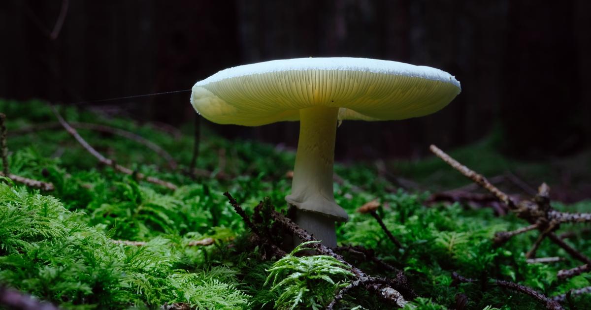 Ces 5 champignons toxiques peuvent entraîner la mort