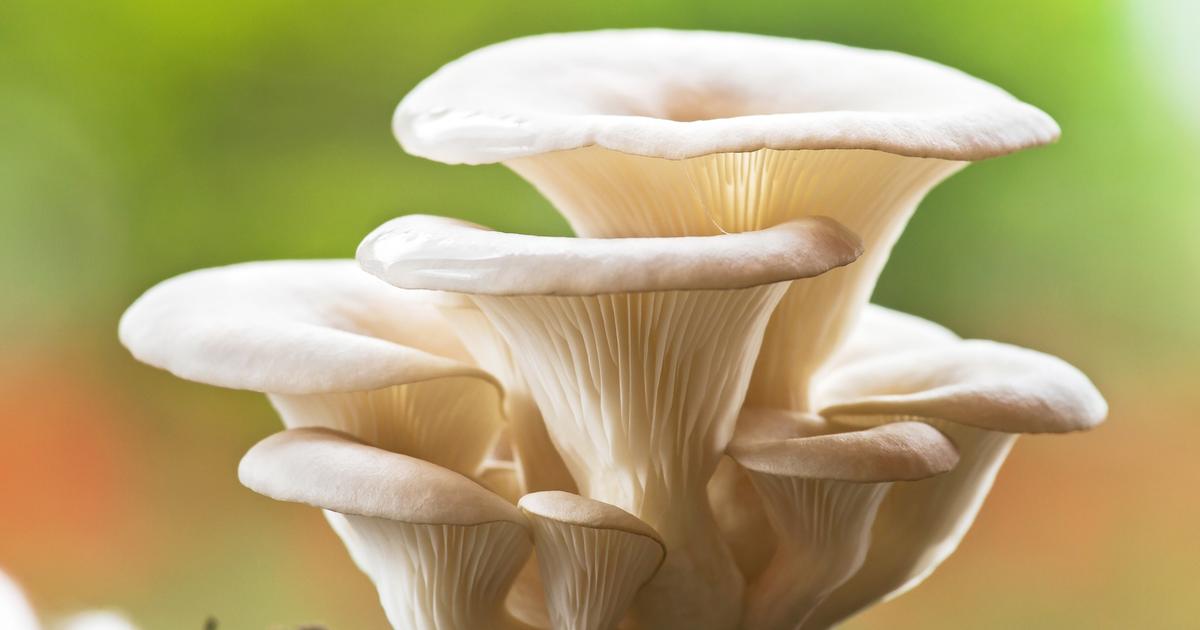 Le pleurote : tout savoir pour réussir sa récolte