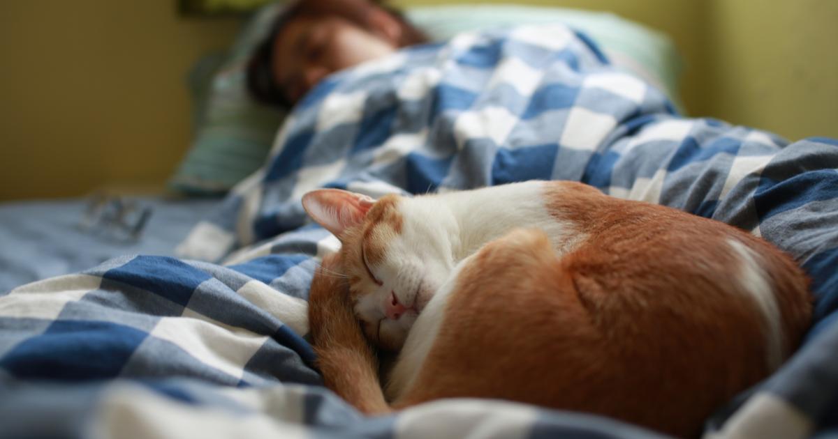 Pourquoi les chats adorent-ils dormir près de leurs maîtres