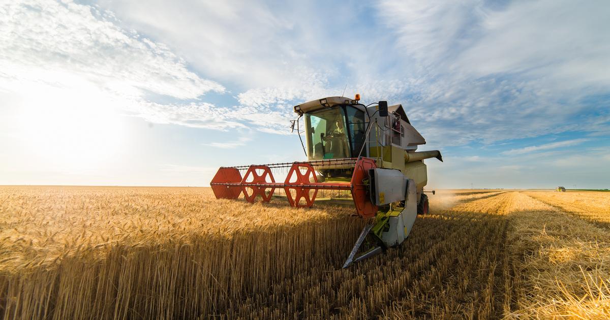 En France, une belle moisson 2023 de blé et de maïs