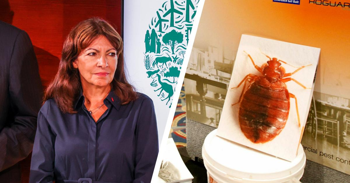 Punaises de lit : la mairie de Paris somme l'État d’agir