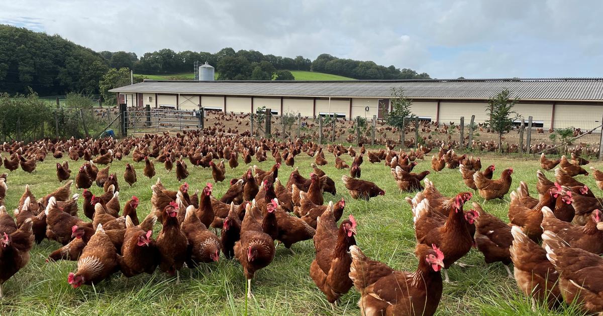 «Les Français font des choix» : les producteurs de produits Label rouge ...