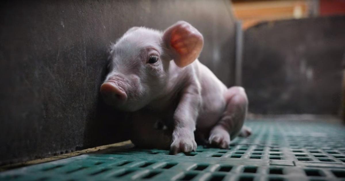 L214 diffuse une vidéo de maltraitance animale dans un élevage porcin ...