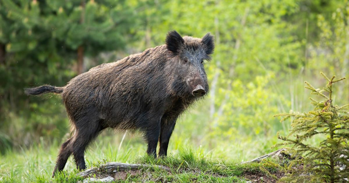 Course à pied : un triathlète poursuivi par des sangliers pendant son ...