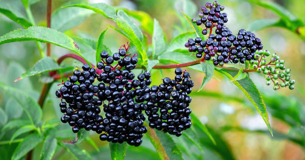 5 fruits sauvages à cueillir en automne