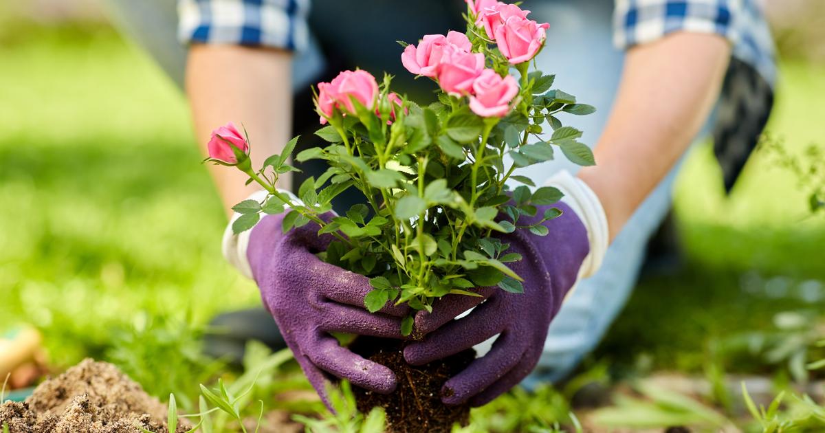 Comment choisir un rosier