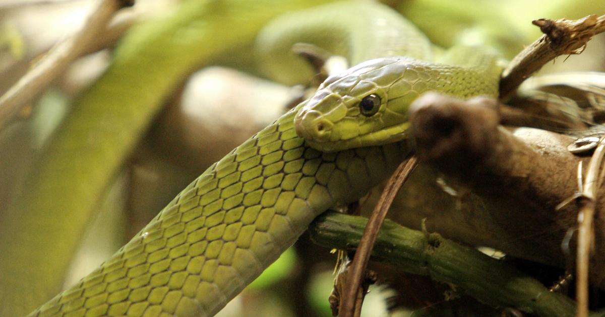 Un mamba vert «extrêmement venimeux» en fuite aux Pays-Bas