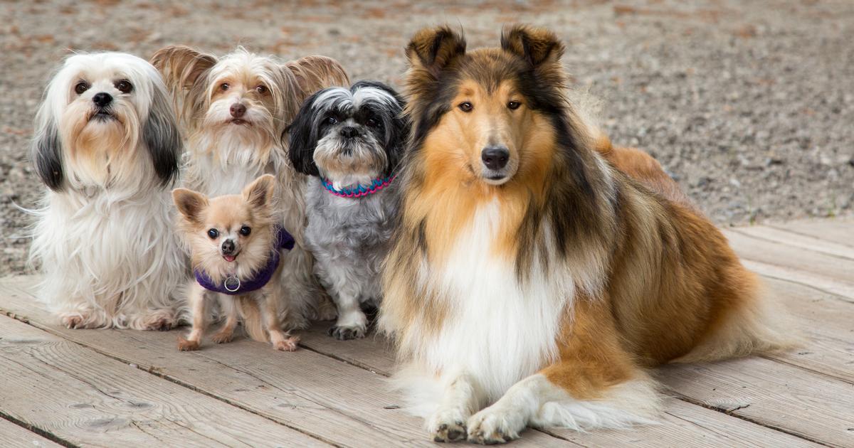 Quelles sont les différentes morphologies des chiens?
