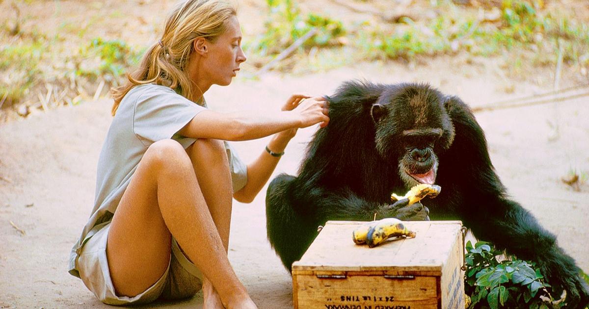 L'autre défi écologique du siècle: l'appel de Jane Goodall pour ...