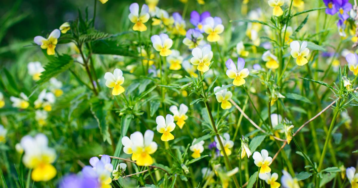 Faute de pollinisateurs, les fleurs compensent par l’autofécondation