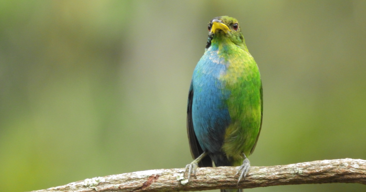 Un oiseau à moitié mâle et à moitié femelle observé en Colombie