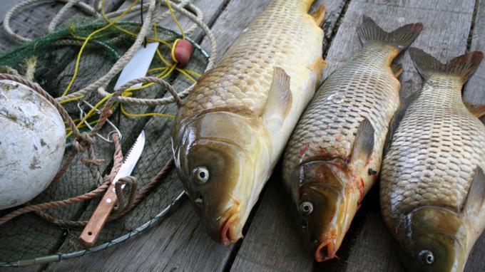 Carpe : bienfaits, composition, valeurs nutritionnelles