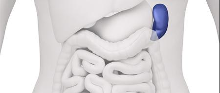 La rate : quelle est sa fonction pour l'organisme