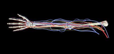 Nerf médian : anatomie, fonction et maladies associées