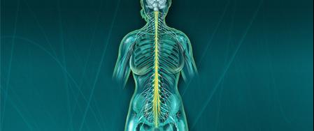 Moelle : anatomie, rôle et différents types de moelles