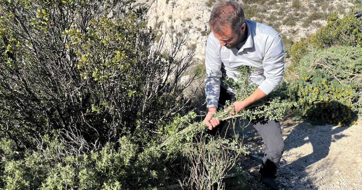Dans les calanques à Marseille, la garrigue menacée par des espèces ...